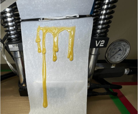 What is WPFF? Whole Plant Fresh Frozen | Gutenberg Pressing